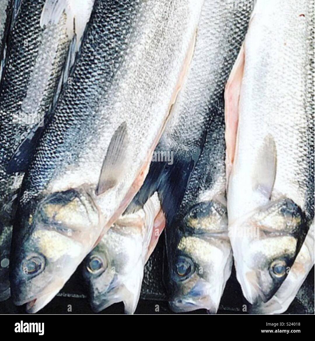 Fresh sea bass Stock Photo - Alamy