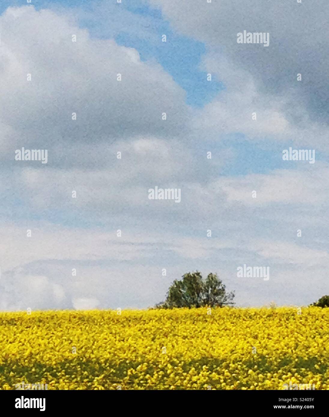 Yellow field hi-res stock photography and images - Alamy