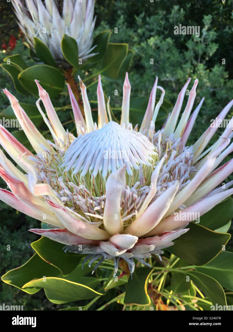 Protea south africa hi-res stock photography and images - Alamy