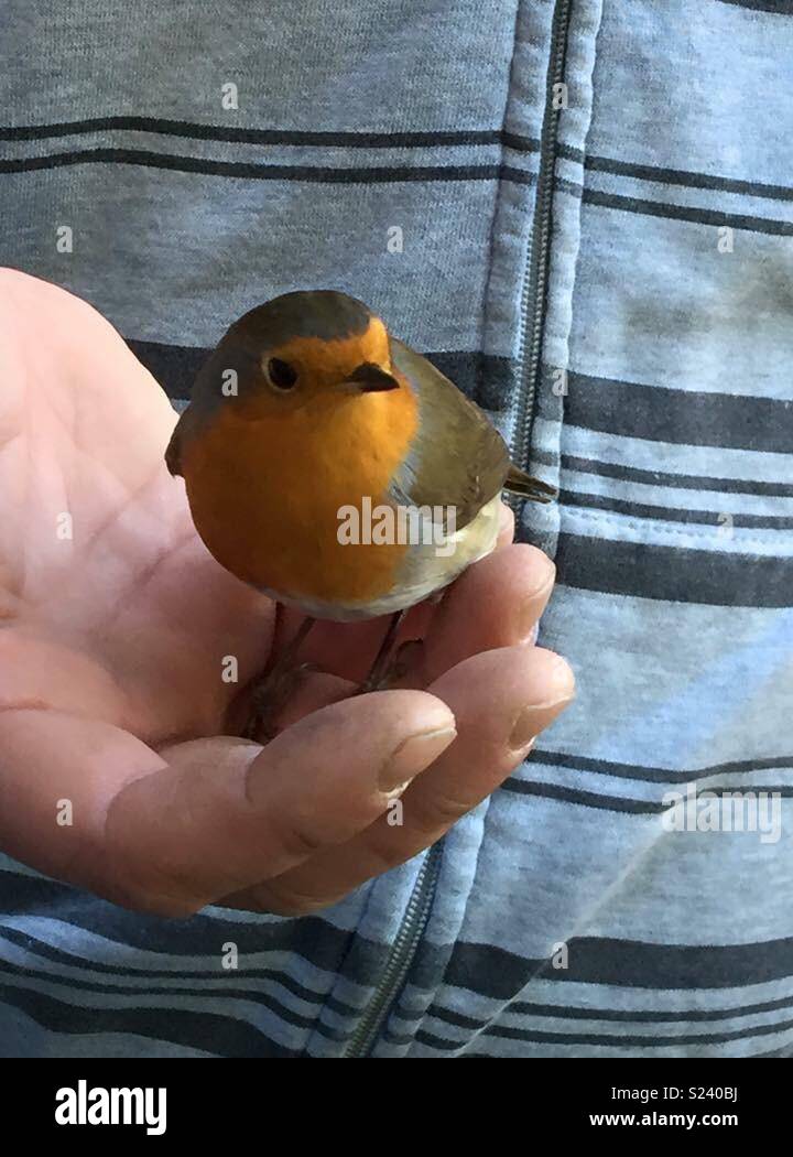 Bird in a hand Stock Photo - Alamy