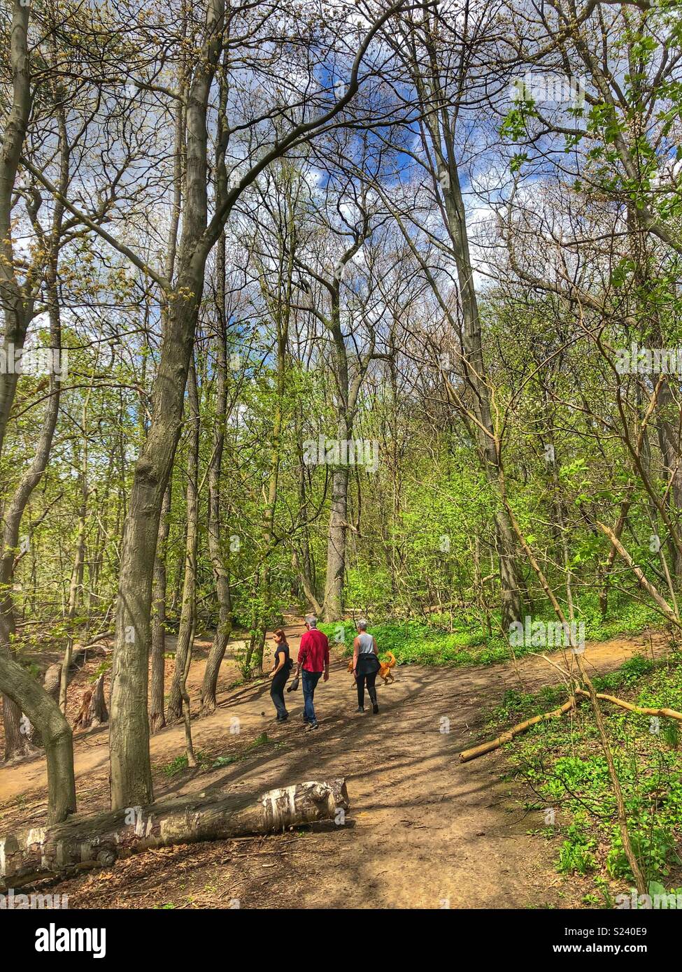 A beautiful spring day for a walk through the woods in High Park ...