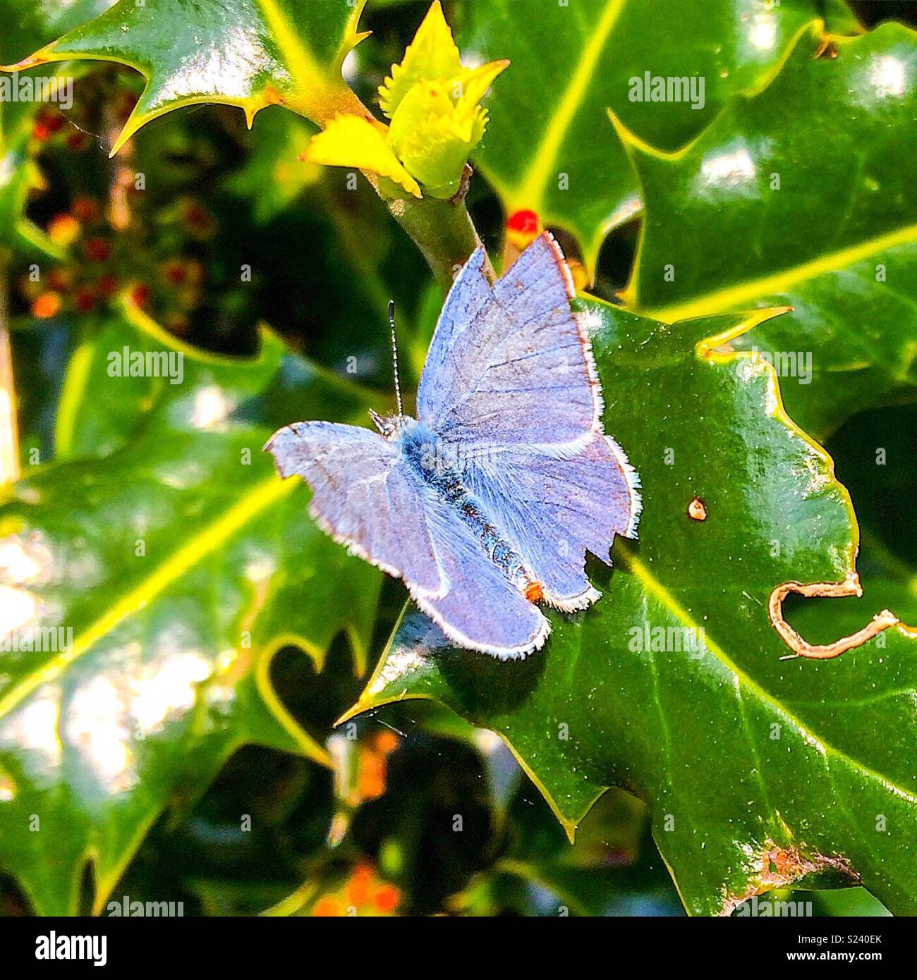 Common blue butterfly Stock Photo - Alamy