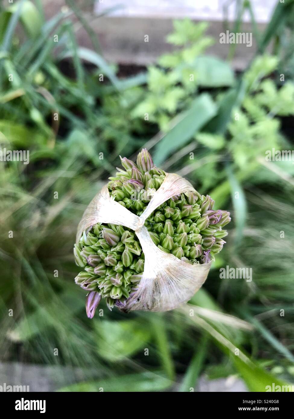 Alliums in spring Stock Photo - Alamy