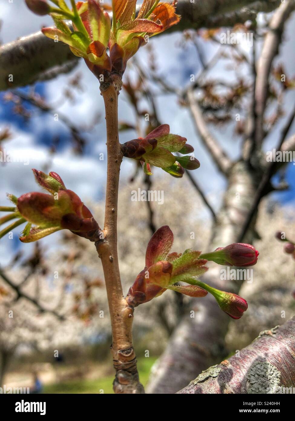 Bloomers hi-res stock photography and images - Alamy