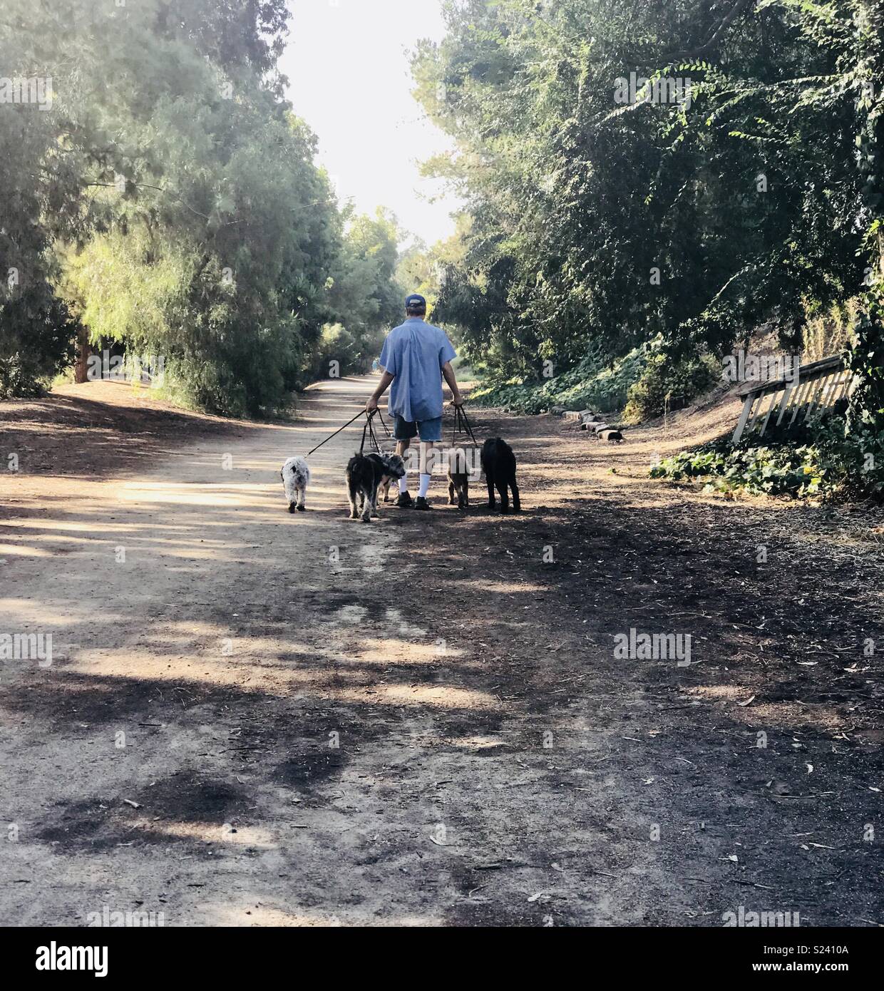 Dogwalker hi-res stock photography and images - Alamy