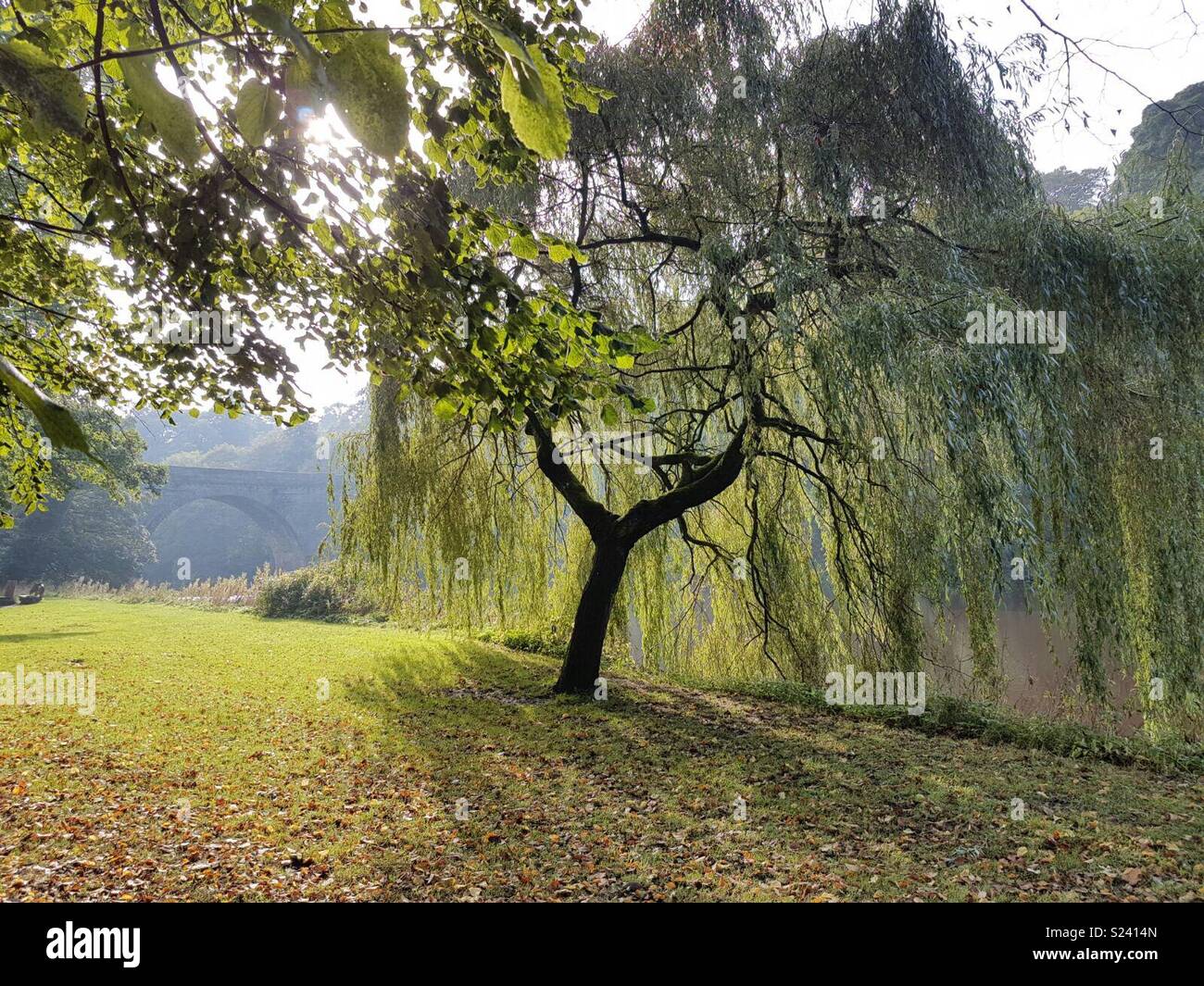 Willow tree in the sun Stock Photo - Alamy