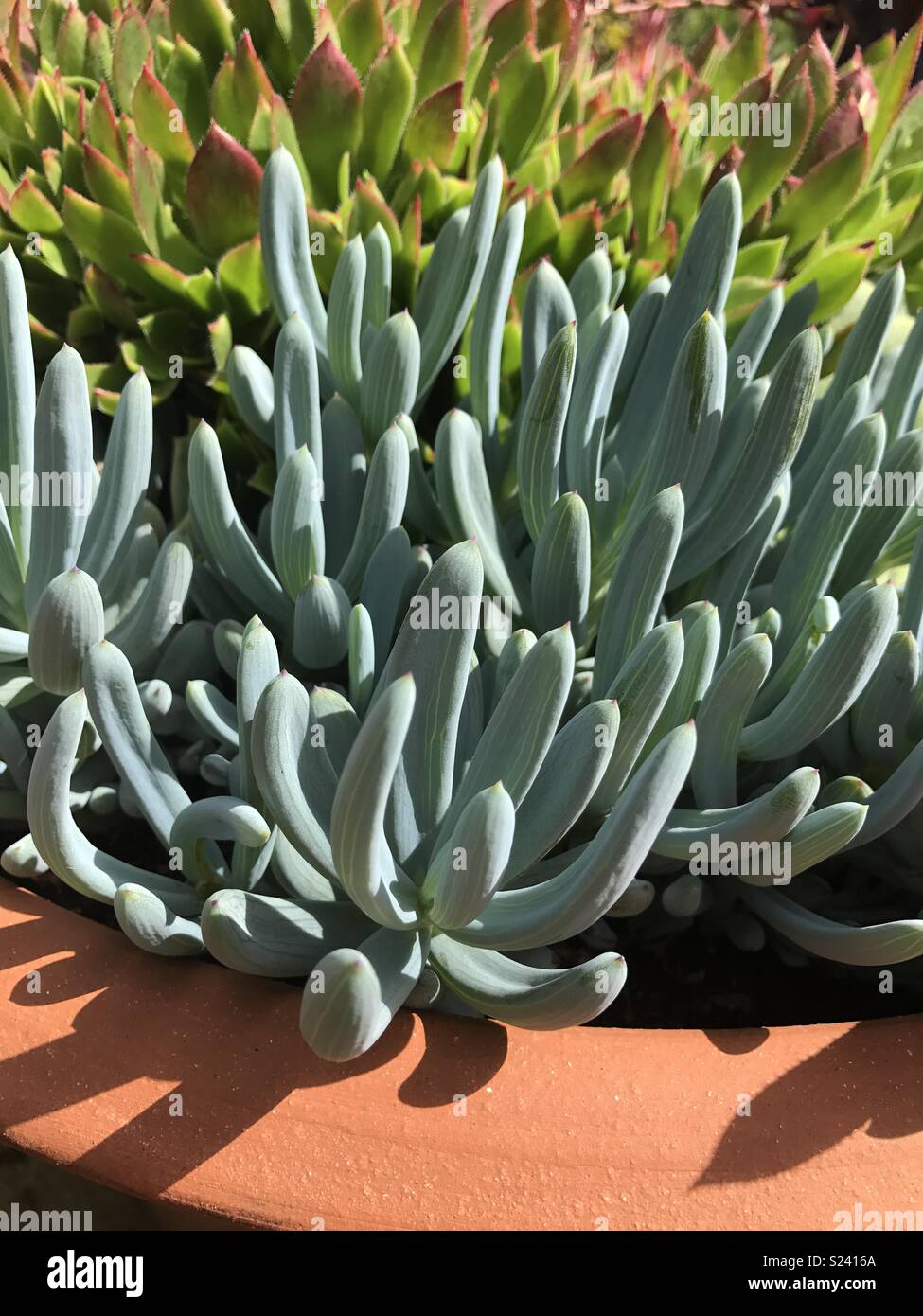 Planted bowl hi-res stock photography and images - Alamy