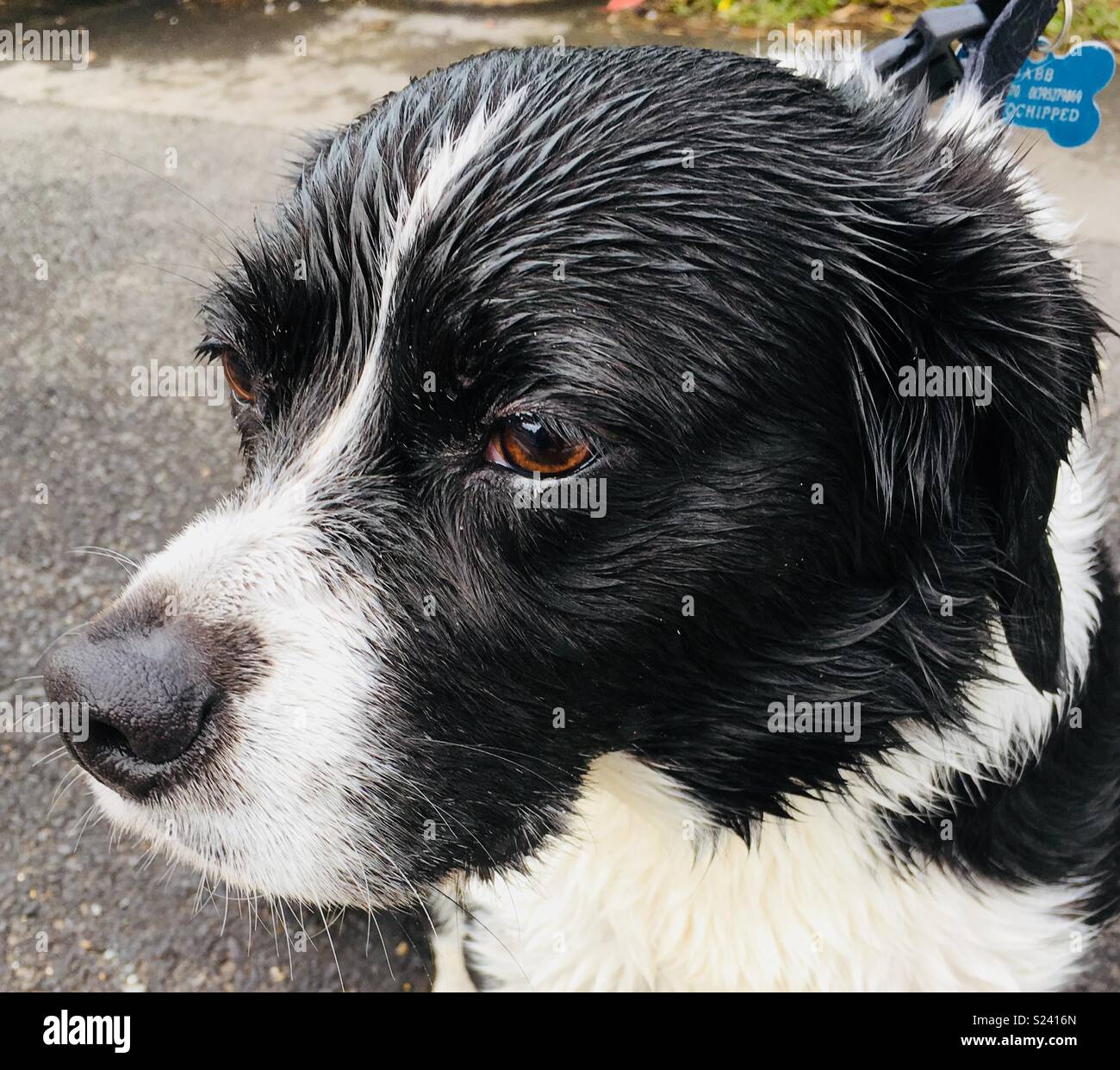 Wet dog head hi-res stock photography and images - Alamy