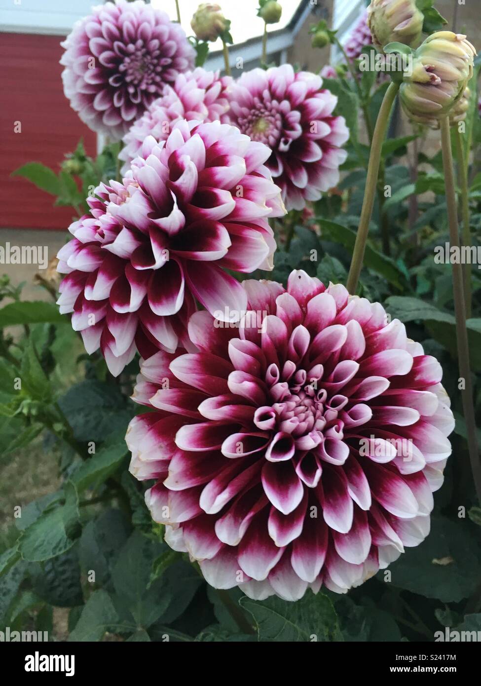 Pom pom dahlia flower hi-res stock photography and images - Alamy