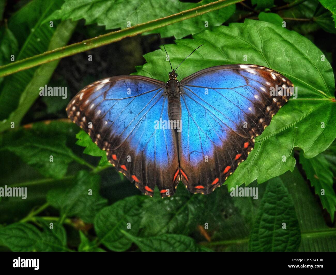 Butterfly Zoo High Resolution Stock Photography and Images - Alamy