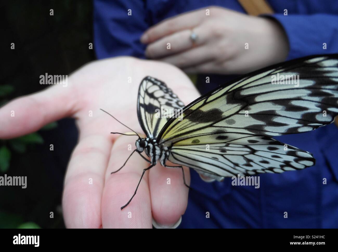 Butterfly at the zoo Stock Photo - Alamy