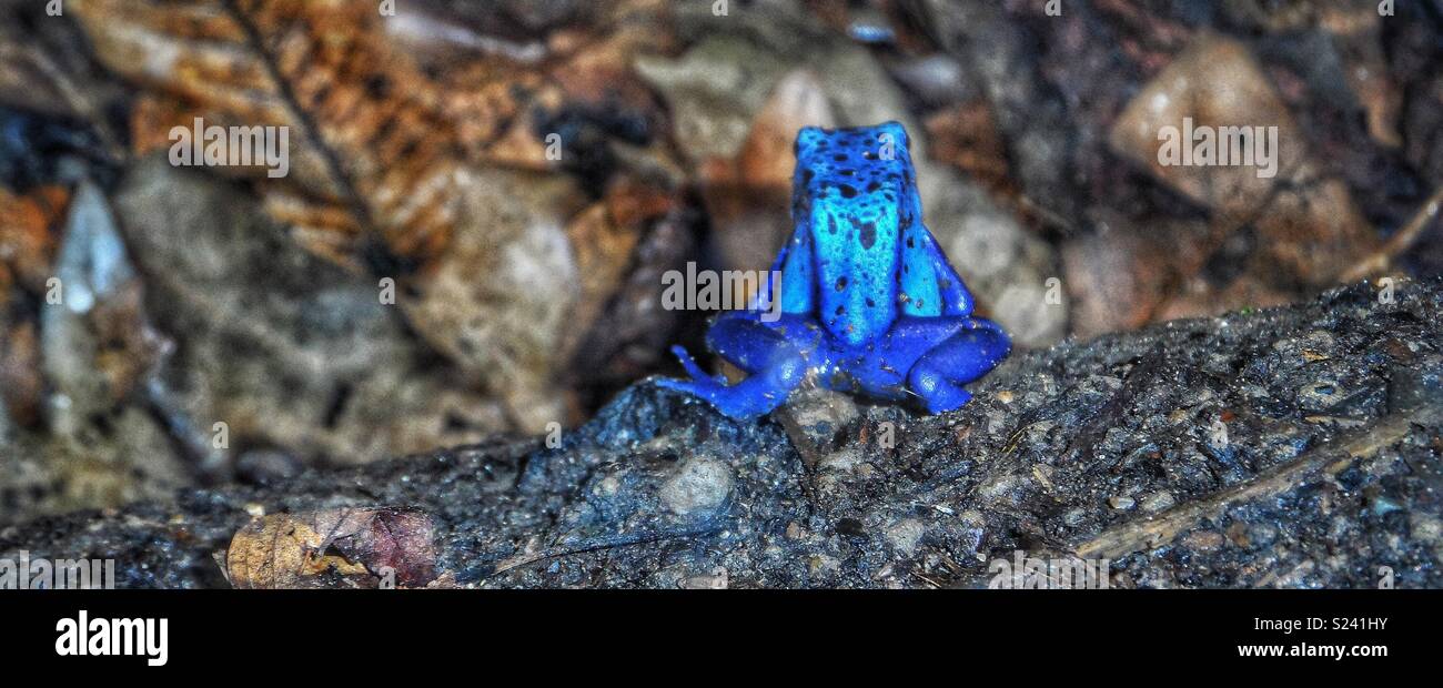Blue frog hi-res stock photography and images - Alamy