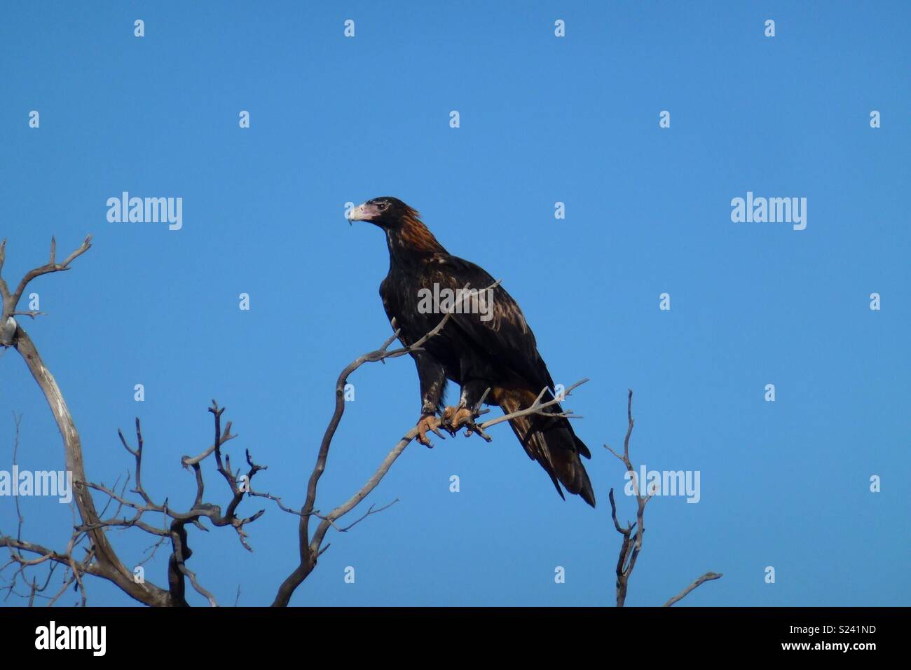 Eagle in the Australian outback Stock Photo - Alamy
