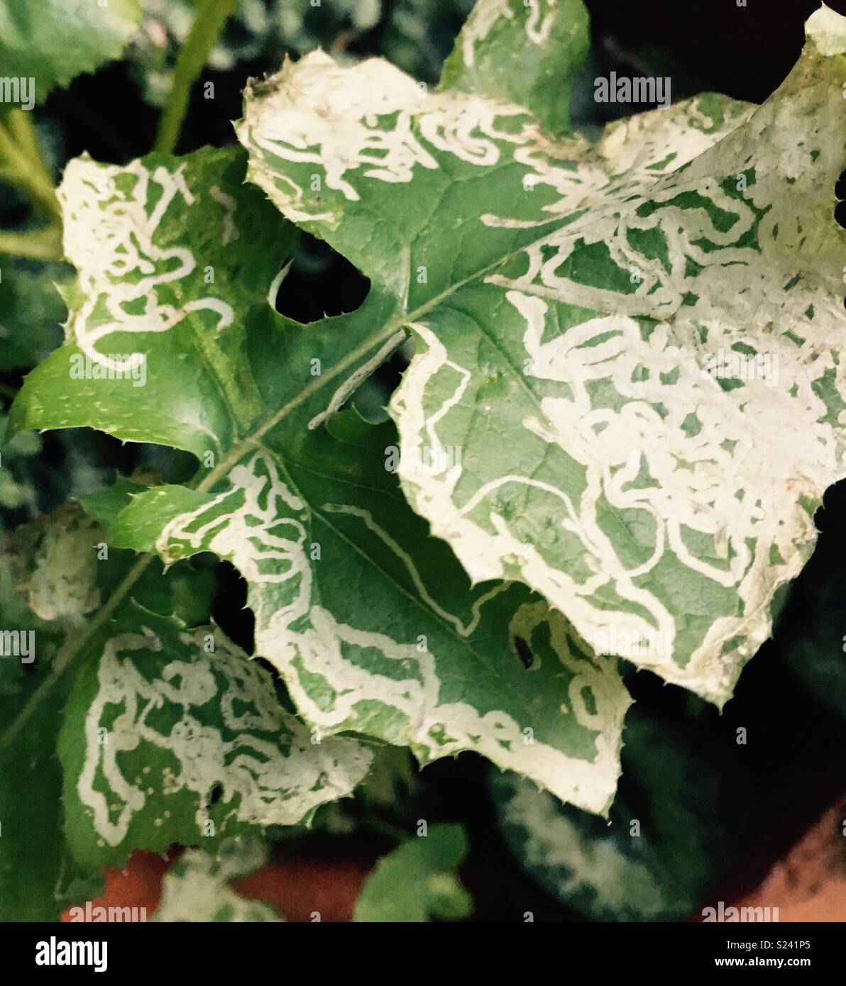 Lacey leaves hi-res stock photography and images - Alamy