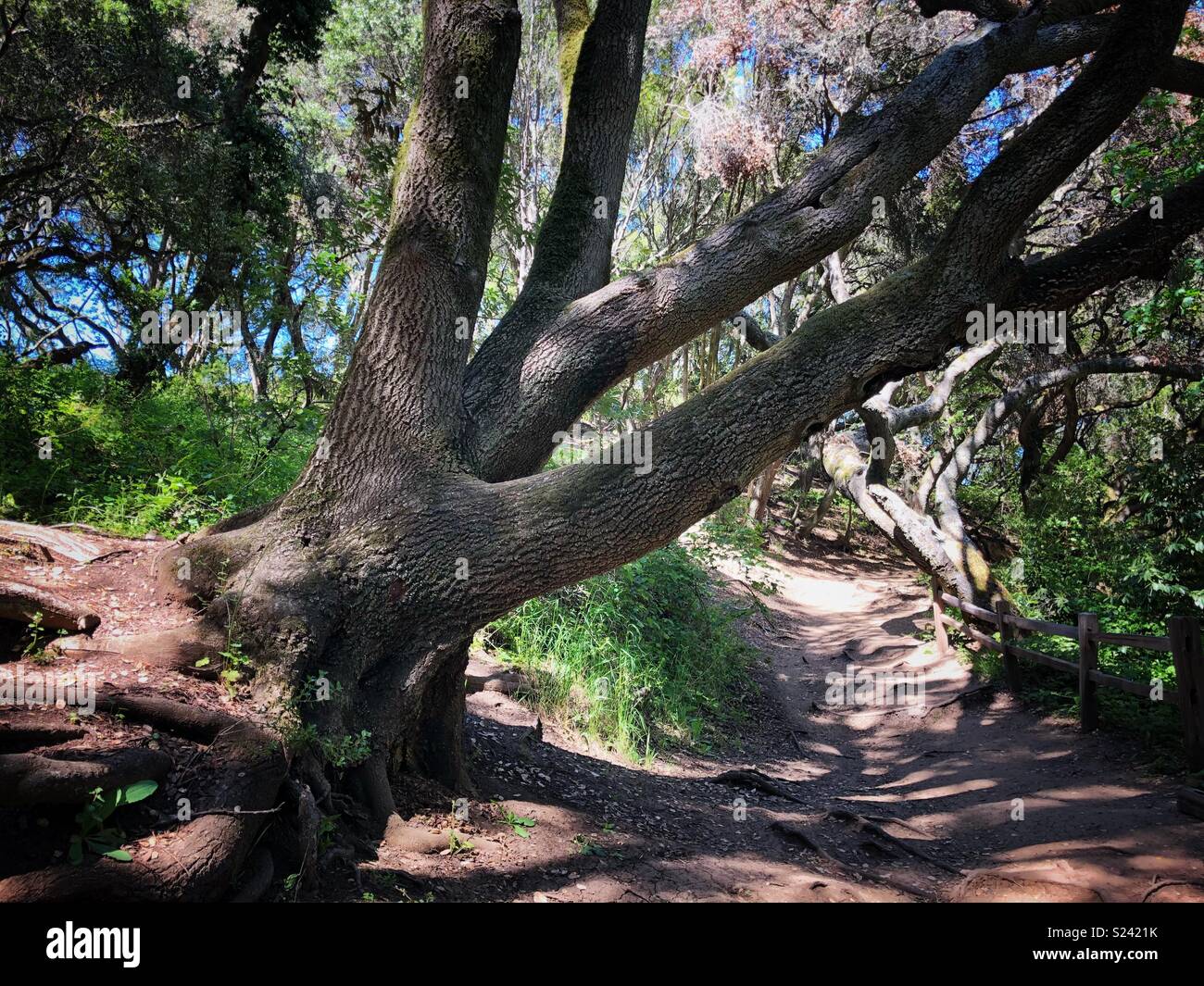 Hiking in Tilden Park, Berkeley, California Stock Photo - Alamy