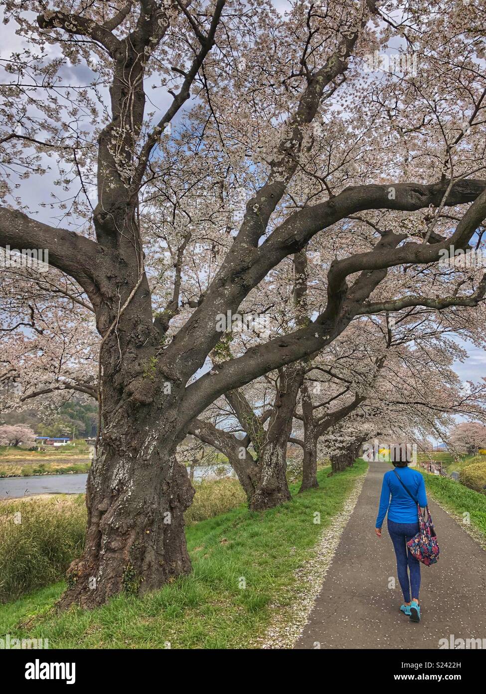 Under The Cherry Blossom Tree