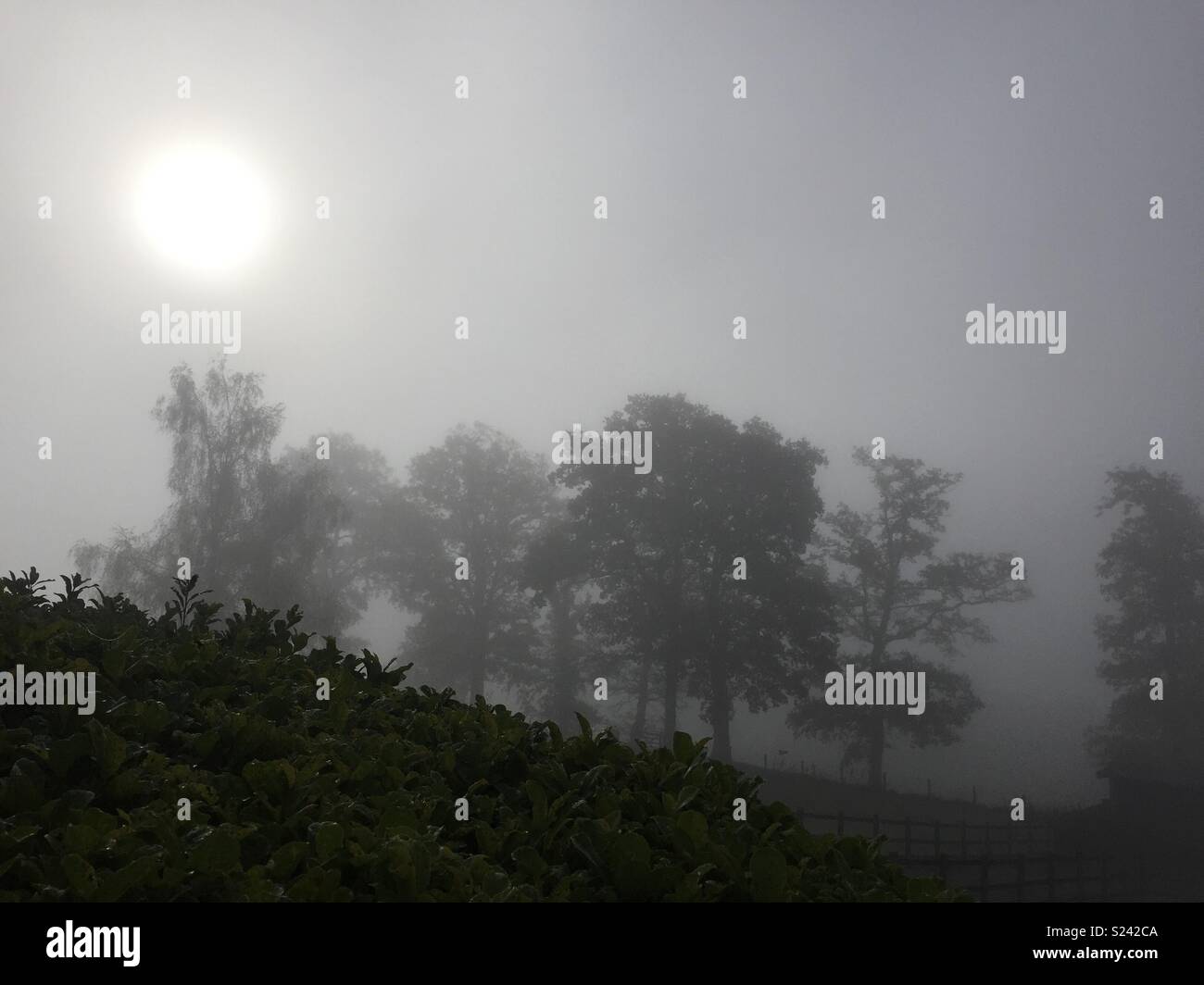 Sun, mist and trees Stock Photo - Alamy