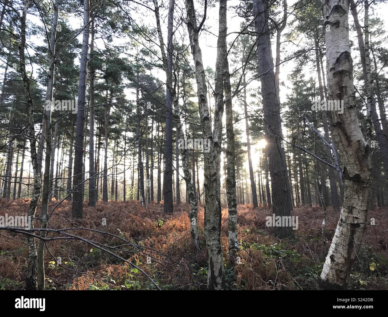 Sun through trees Stock Photo - Alamy