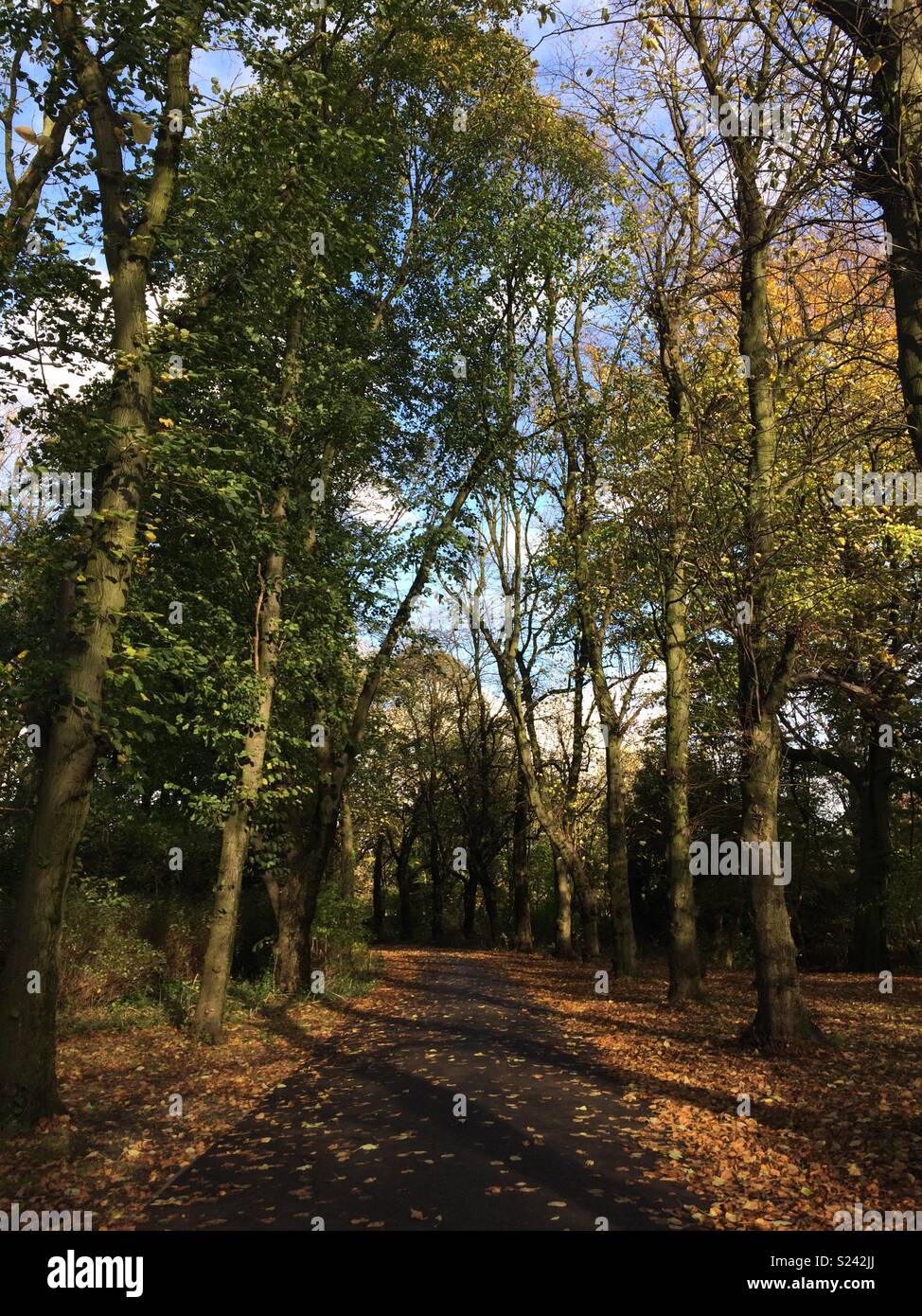 Manchester park in autumn Stock Photo - Alamy