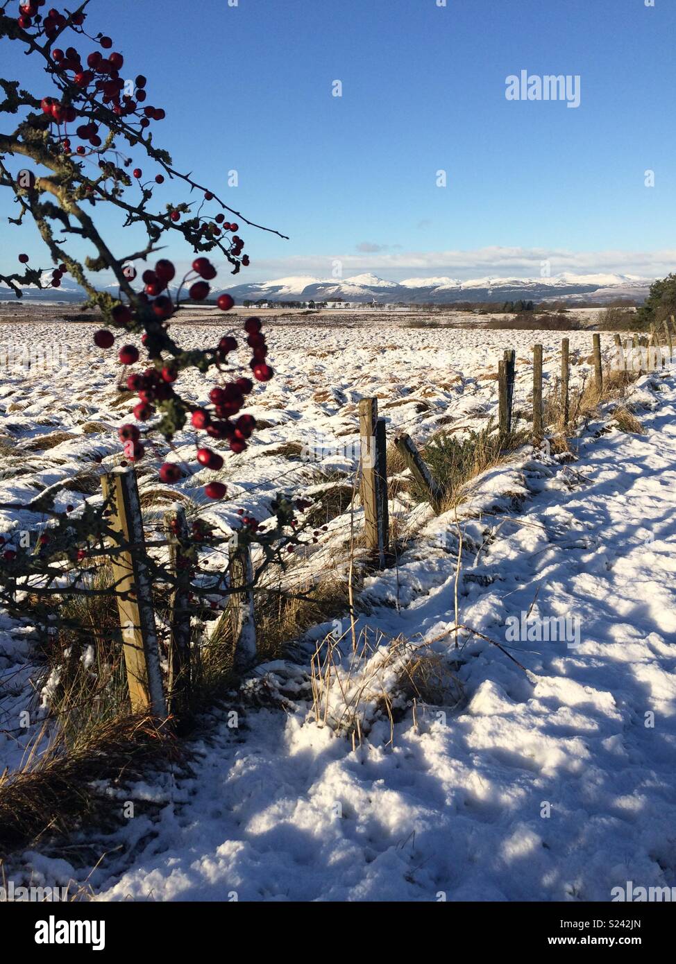 Snowy Scottish fields in winter Stock Photo - Alamy