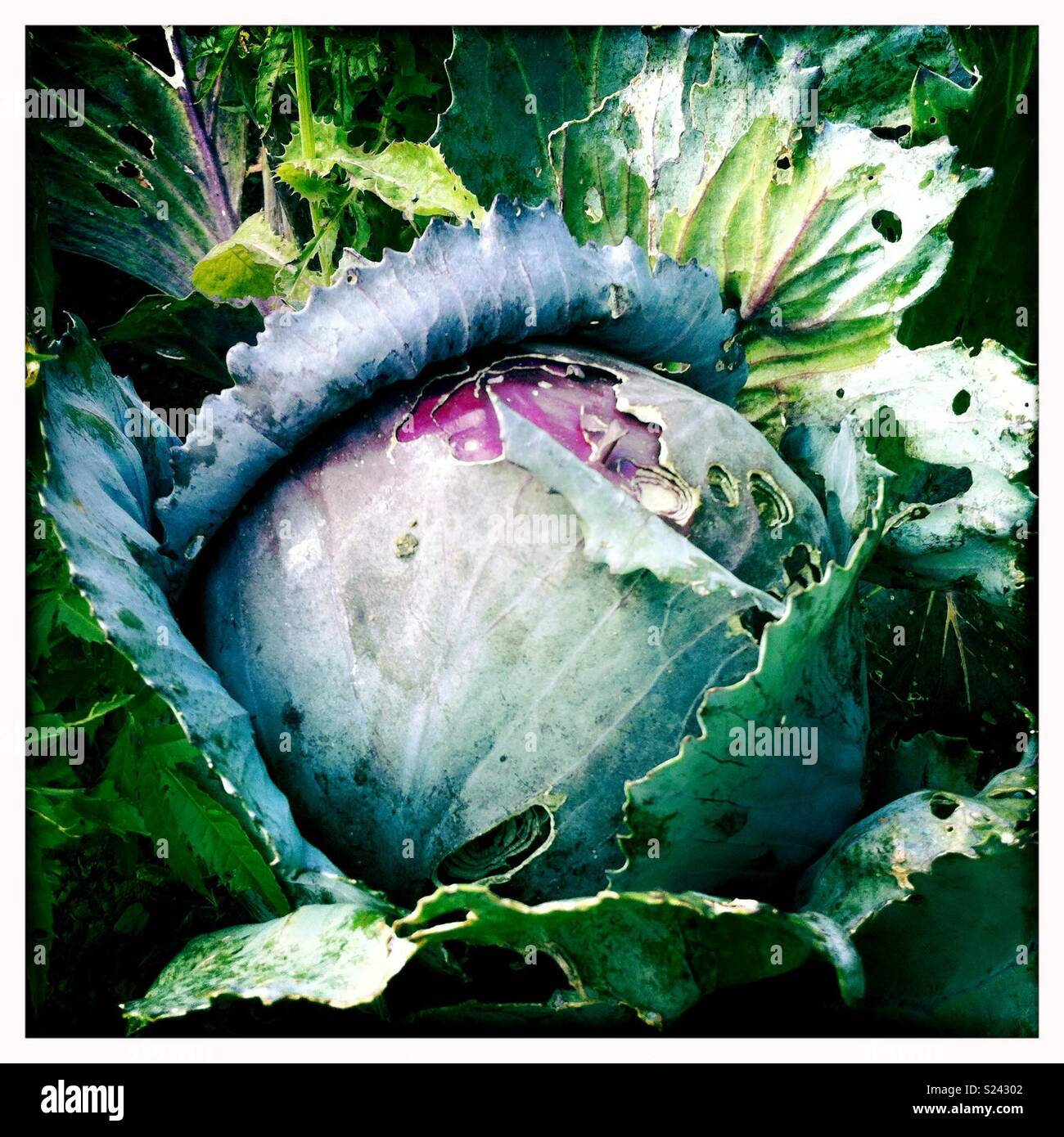 Cabbage Patch High Resolution Stock Photography and Images - Alamy