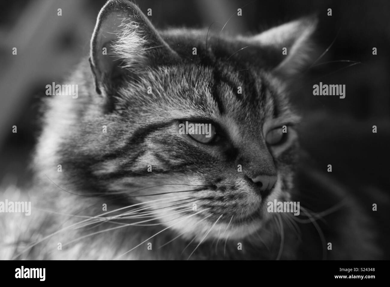 Black and white cat photography Stock Photo - Alamy Black and white cat photography Stock Photo - Alamy