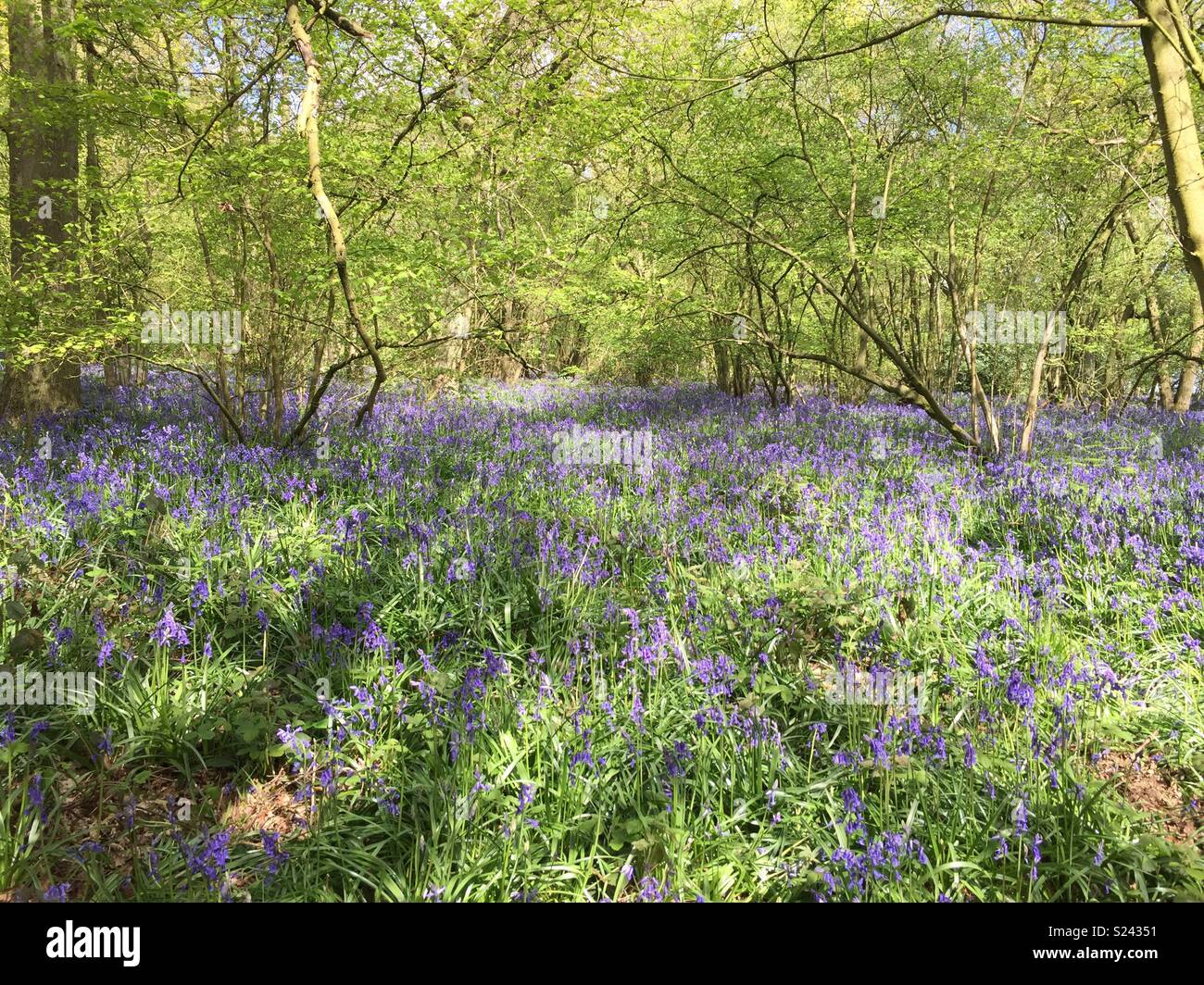 Bluebells in the spring Stock Photo - Alamy