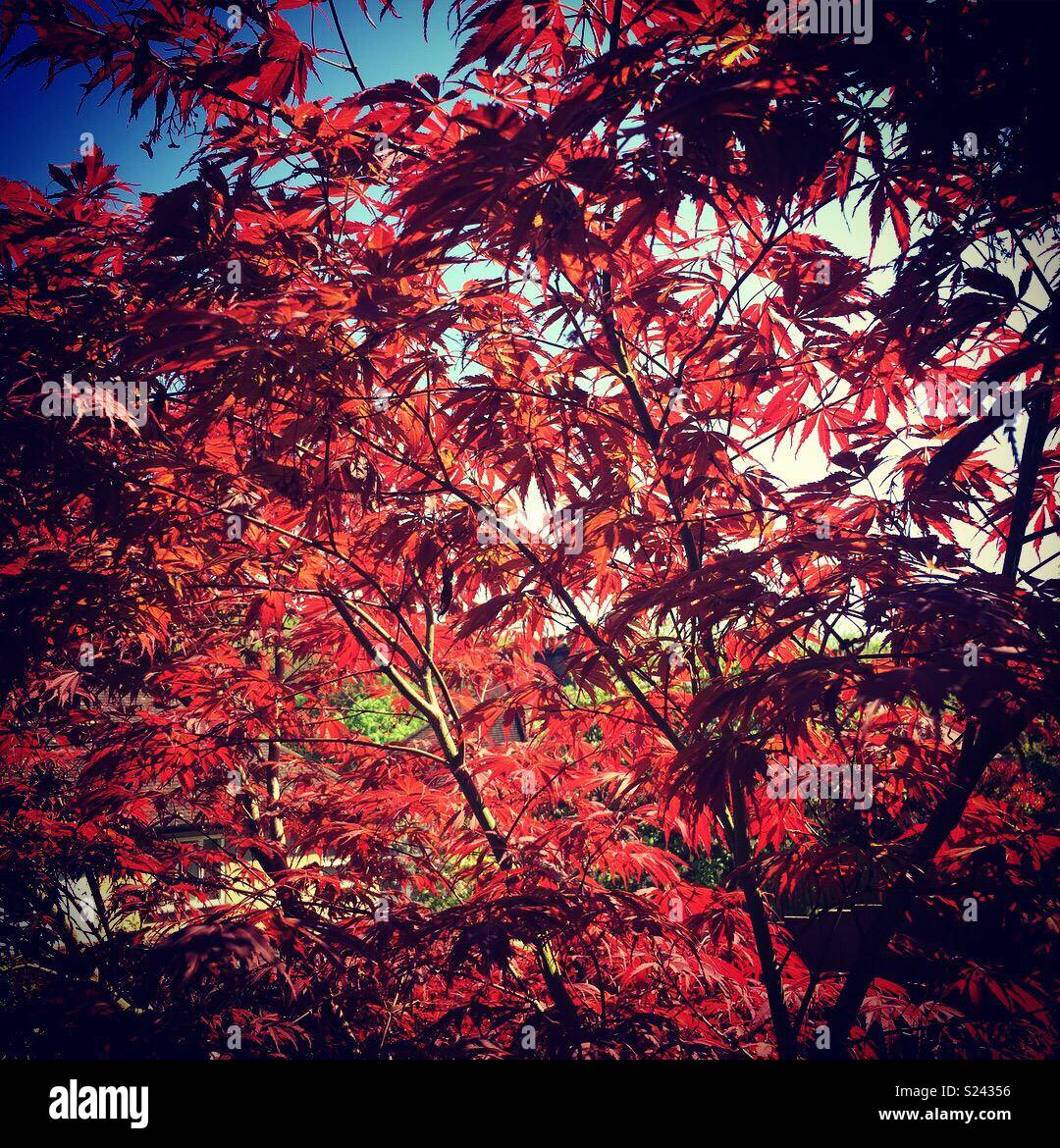 Japanese maple summer hi-res stock photography and images - Alamy