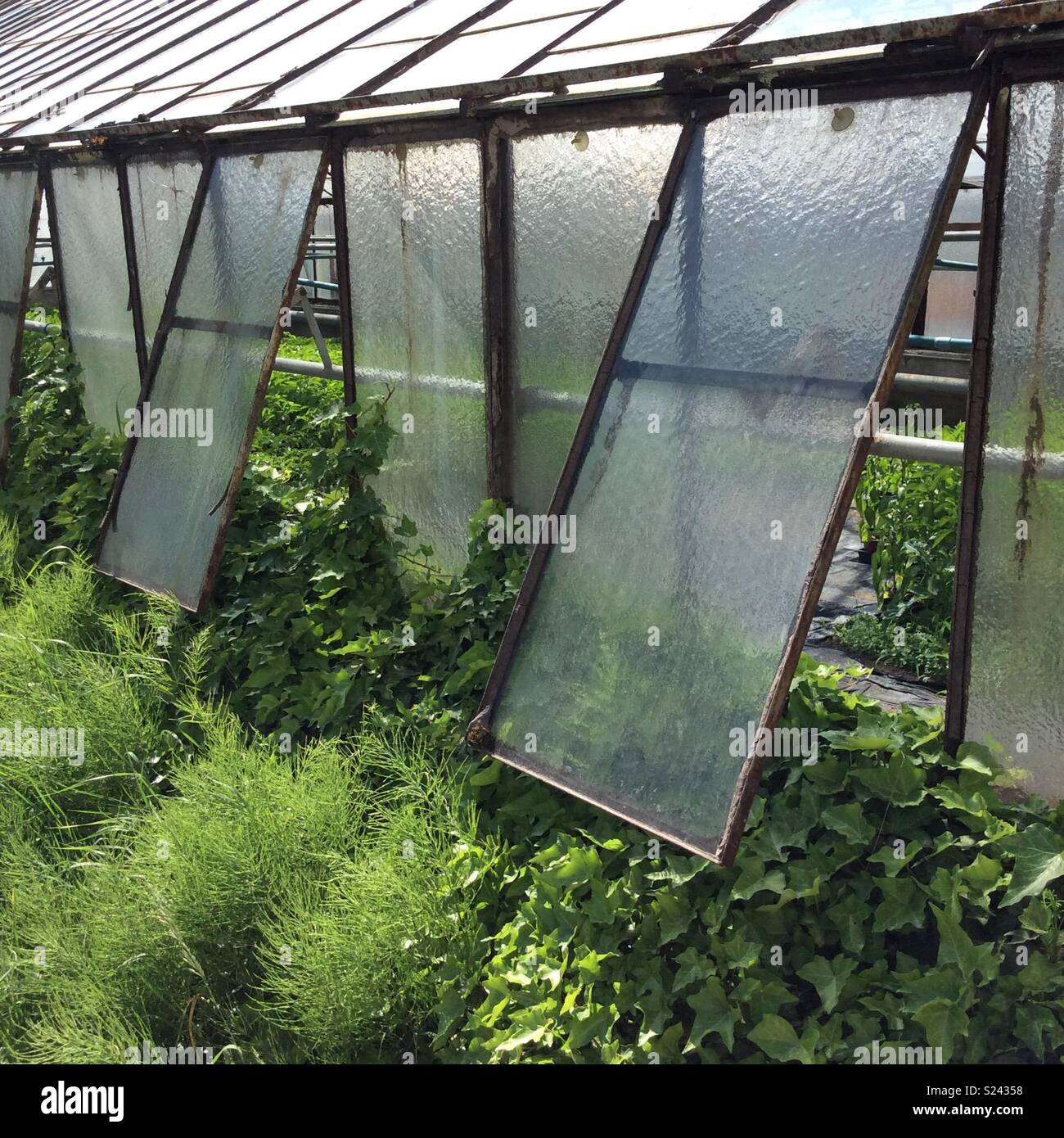 Semi open windows in an vintage glasshouse from outside Stock Photo - Alamy