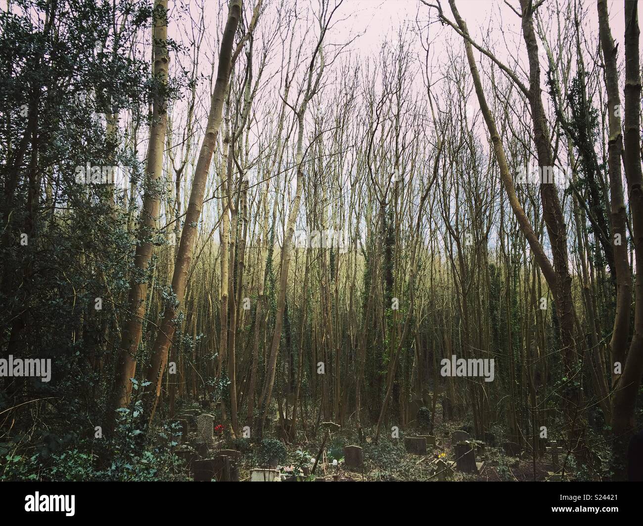 Graveyard tree hi-res stock photography and images - Alamy