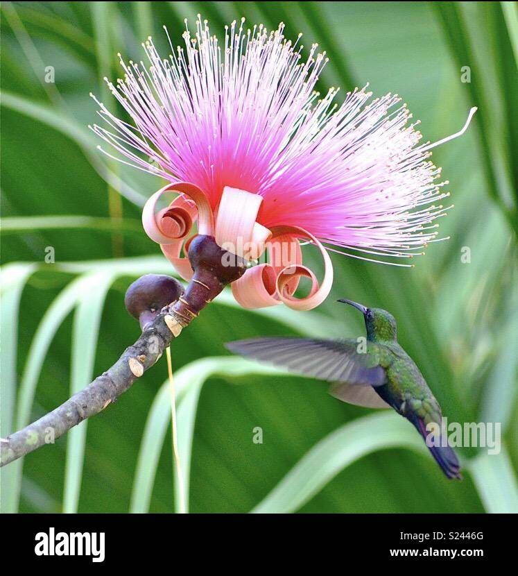 Pink hummingbird hi-res stock photography and images - Alamy