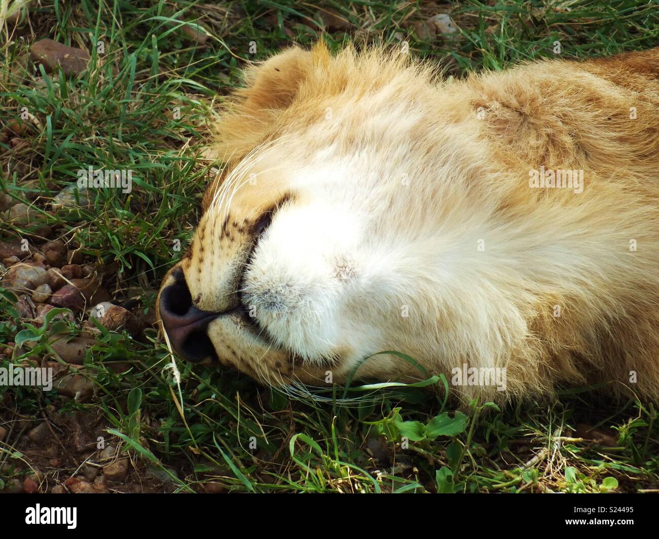 Lion cub takes a nap. Masai Mara National Park, Kenya Stock Photo - Alamy