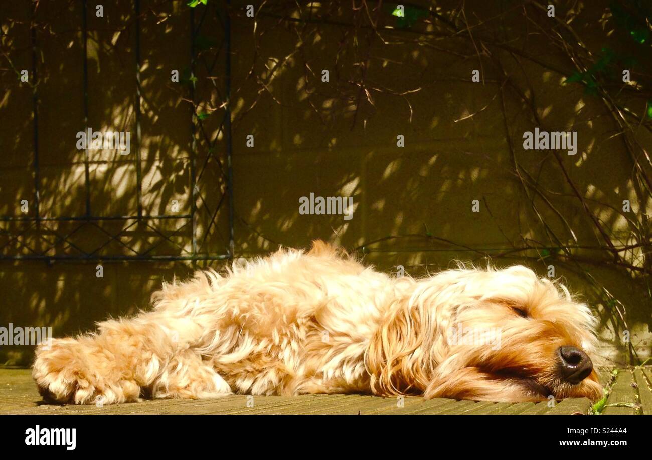 Dog sunbathing hi-res stock photography and images - Alamy