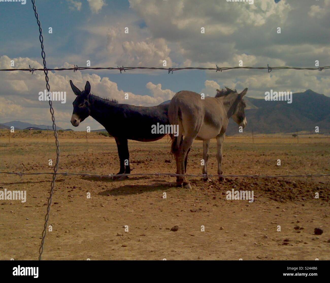 Donkeys and mules hi-res stock photography and images - Alamy