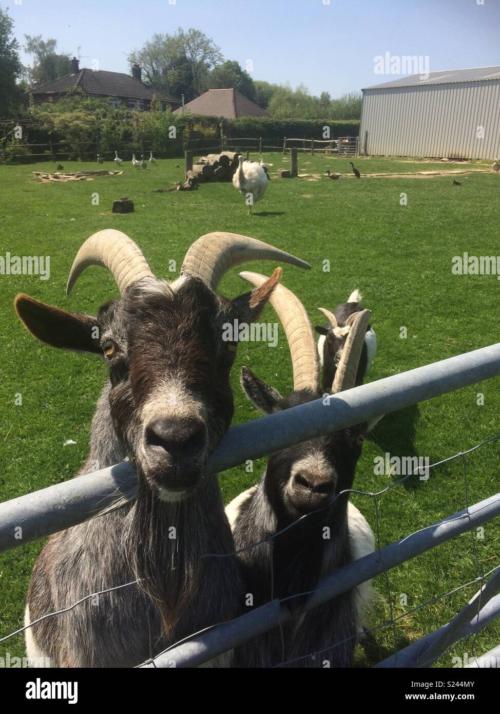 Inquisitive goats hi-res stock photography and images - Alamy