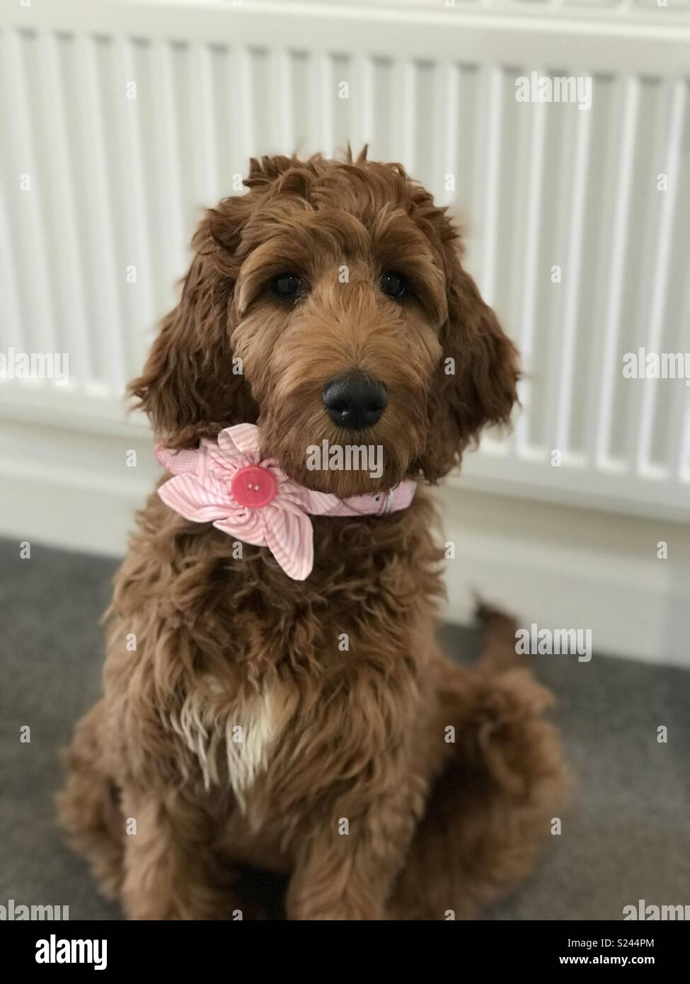 Irish doodle pink bow Stock Photo - Alamy