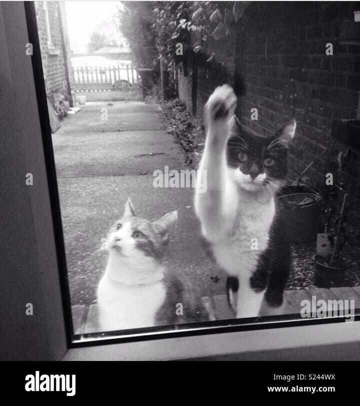 Cats door hi-res stock photography and images - Alamy