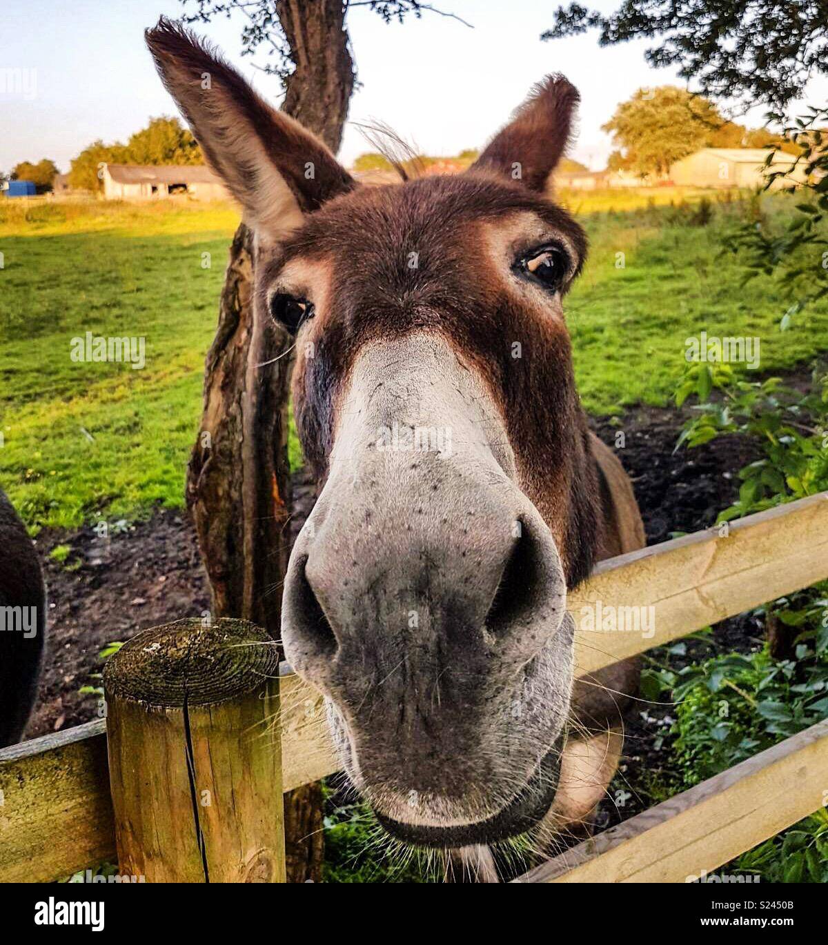 Donkey saying hello hi-res stock photography and images - Alamy
