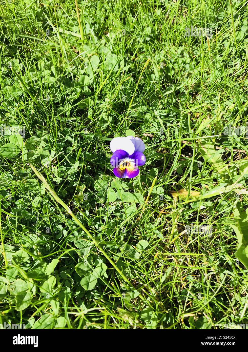 Lonely flower hi-res stock photography and images - Alamy