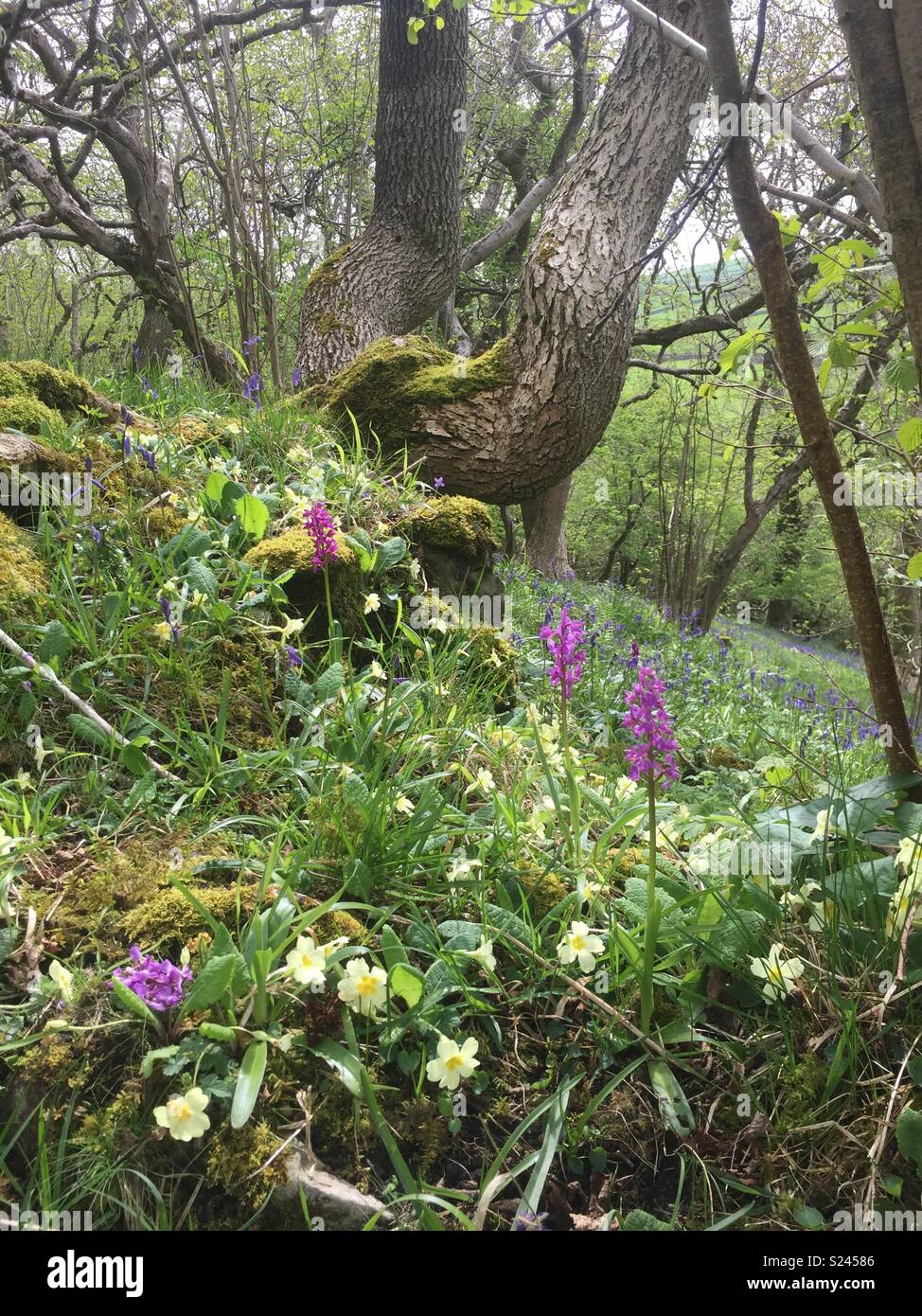 English woodland flowers Stock Photo - Alamy
