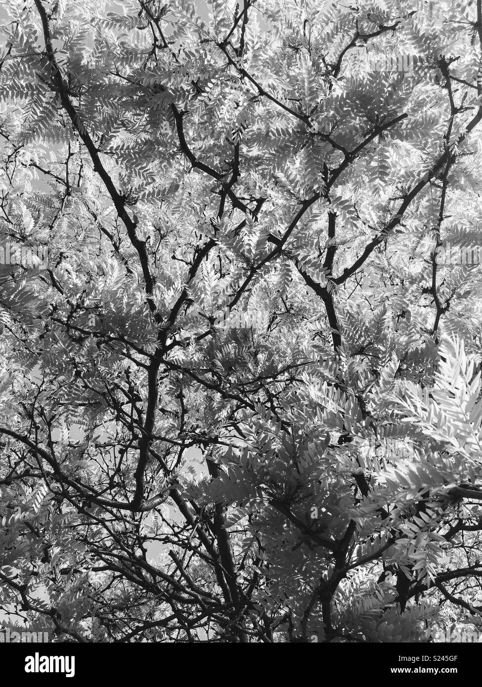 Leafy branches Black and White Stock Photos & Images - Alamy