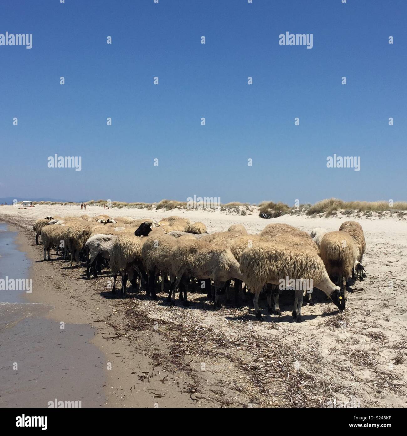 Sheep and beach hi-res stock photography and images - Alamy