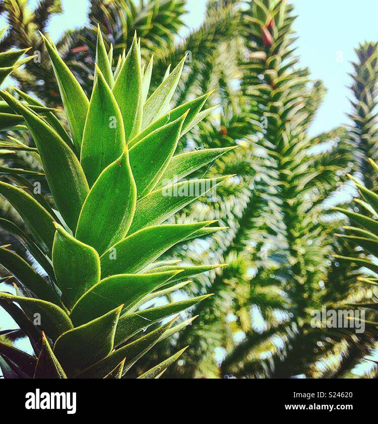 Monkey tree hi-res stock photography and images - Alamy