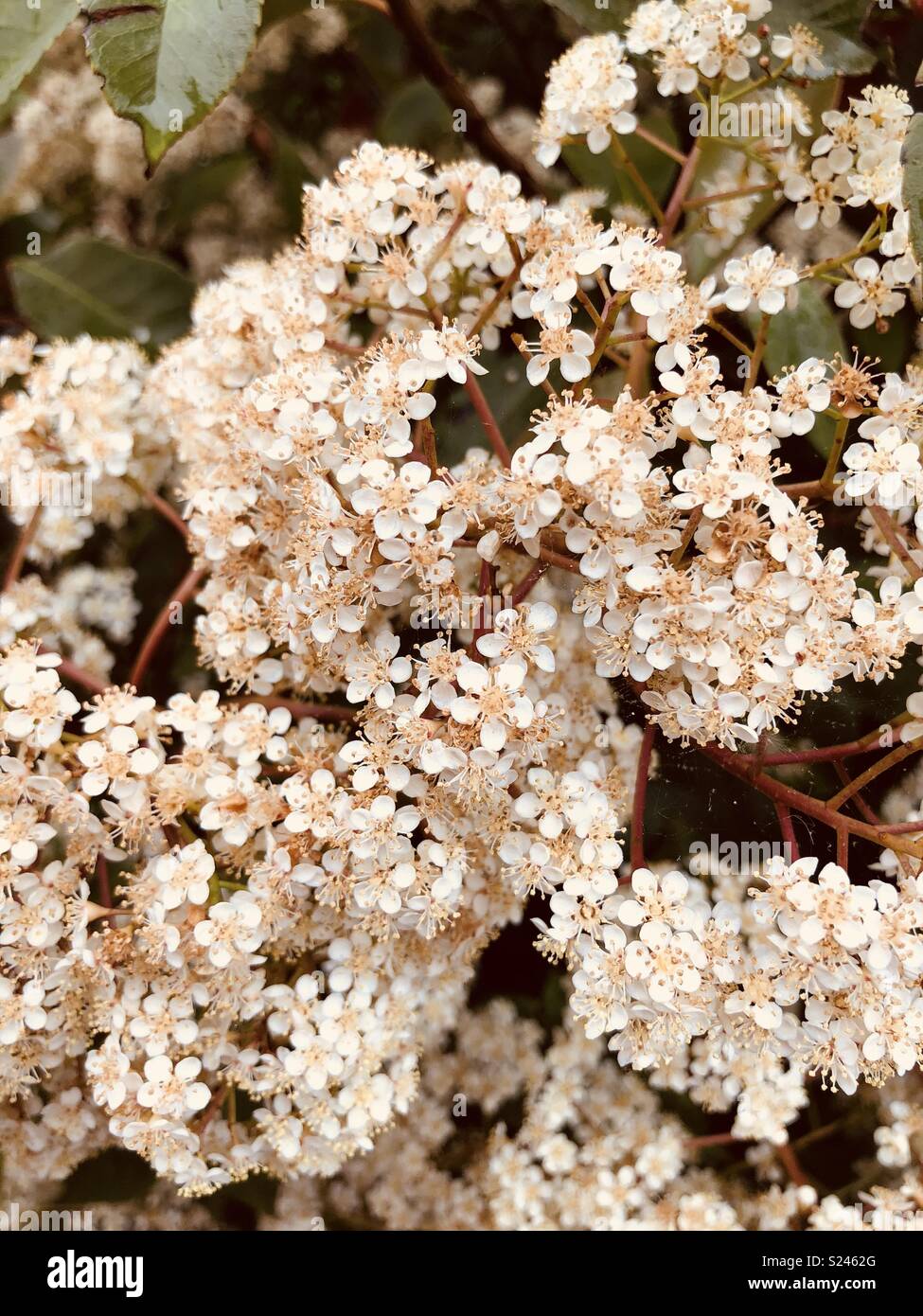 Photinia fraseri red robin flower hi-res stock photography and images ...