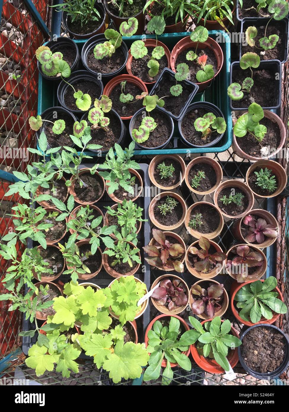 Potting plants hi-res stock photography and images - Alamy