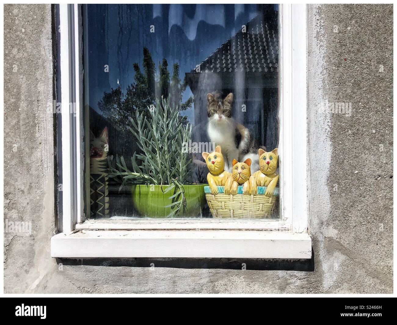 Cats in window! Stock Photo - Alamy
