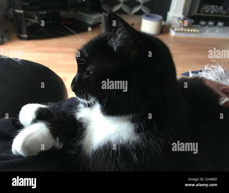 Carla our cat enjoying cuddles Stock Photo - Alamy