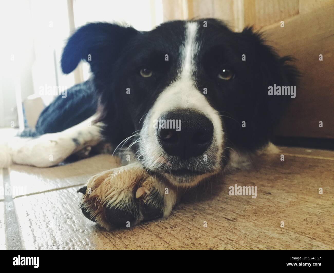 Grumpy looking border collie lays on the floor with a closeup if his ...