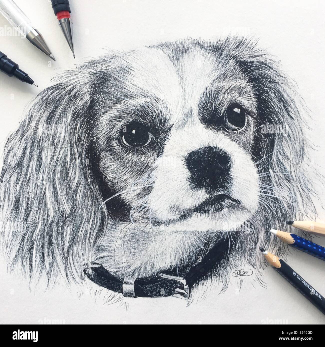The Art of a King Charles spaniel Stock Photo - Alamy