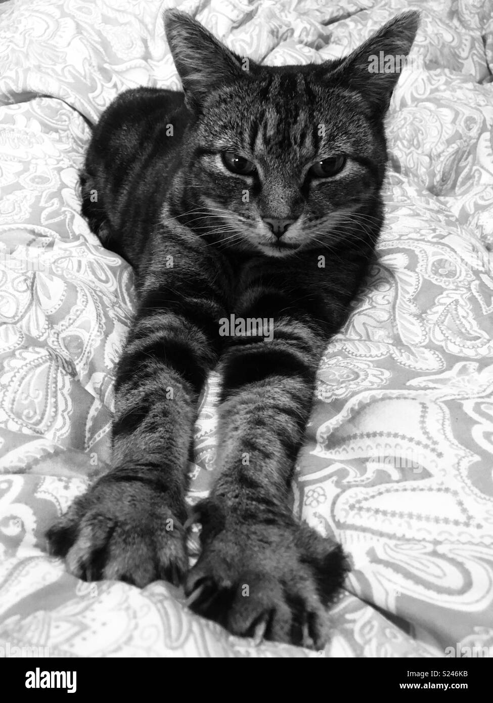 Bedtime cat paws Stock Photo - Alamy